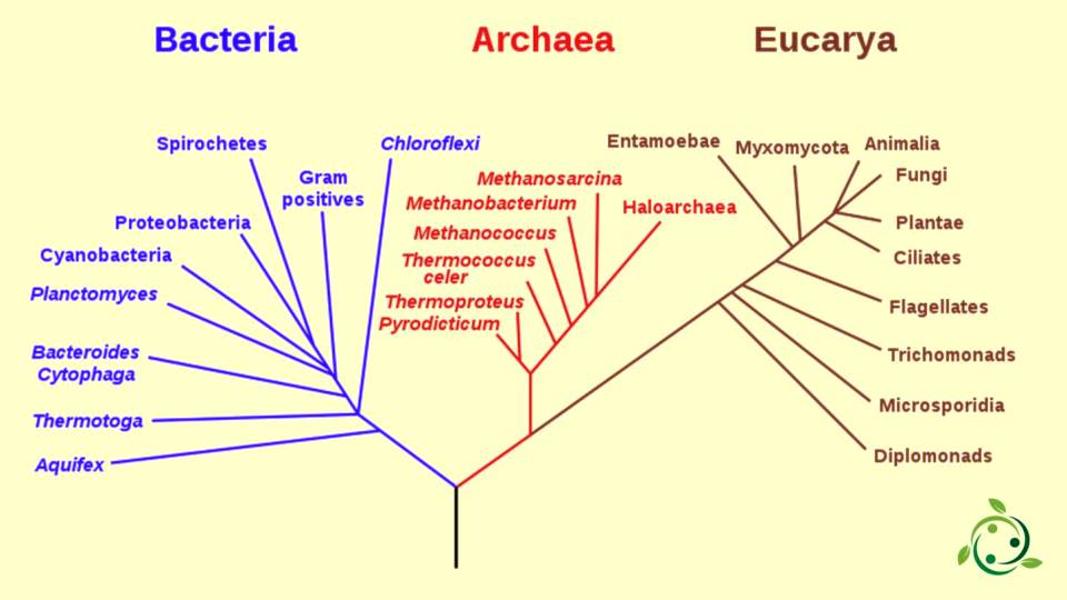 Phylogeny: etymology, definition, meaning, evolution, methods