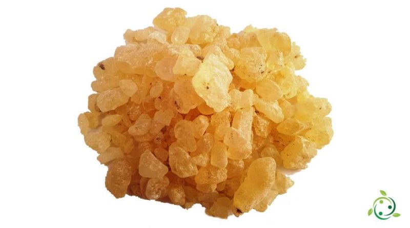 Dammar resin: occurrence in nature, extraction, production, uses ...