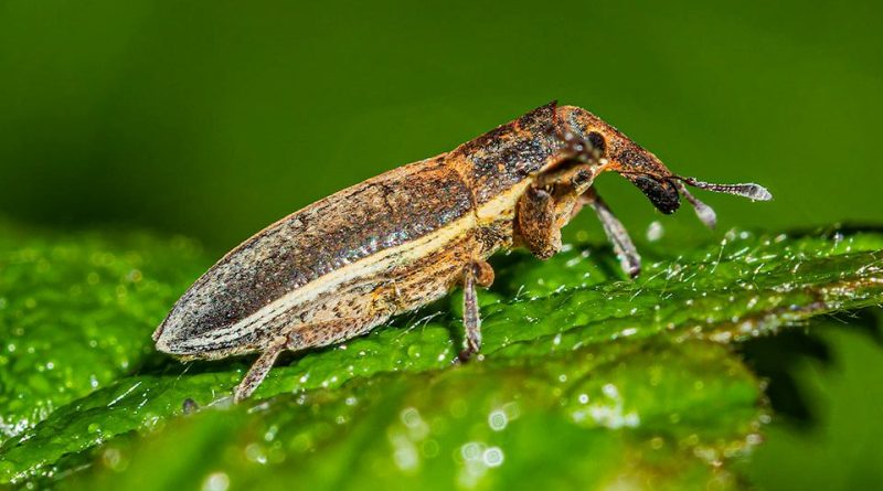 Lixus juncii: Sistematica, Habitat, Ciclo biologico, Lotta ...