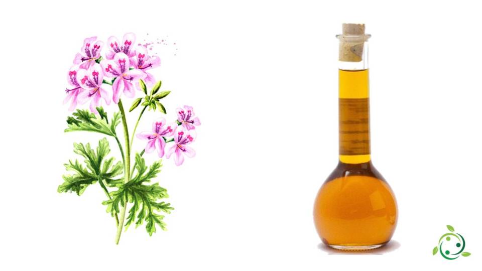 Geranium essential oil: properties, extraction, contraindications