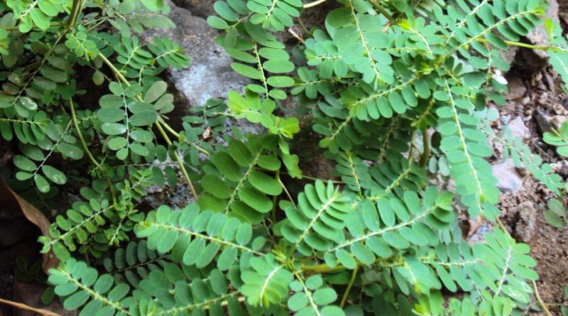 Phyllanthus niruri: Sistemática, Etimología, Hábitat, Cultivo...