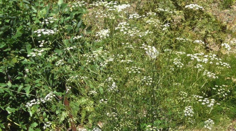 Pimpinella saxifraga: Systematics, Etymology, Habitat, Cultivation