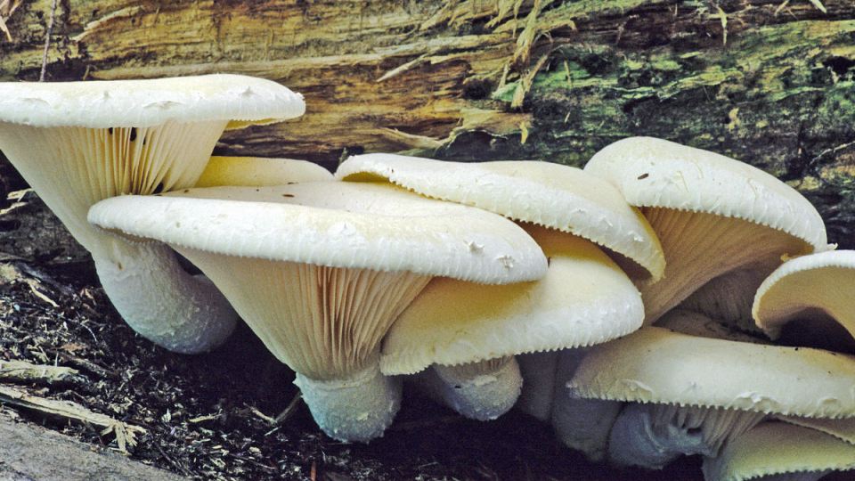 Pleurotus dryinus: Systematics, Habitat, Recognition