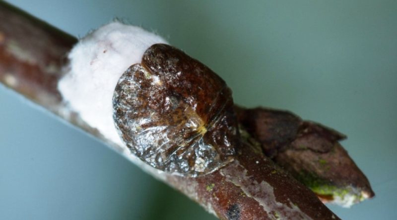 Pulvinaria vitis: Systematics, Habitat, Life cycle, Struggle ...