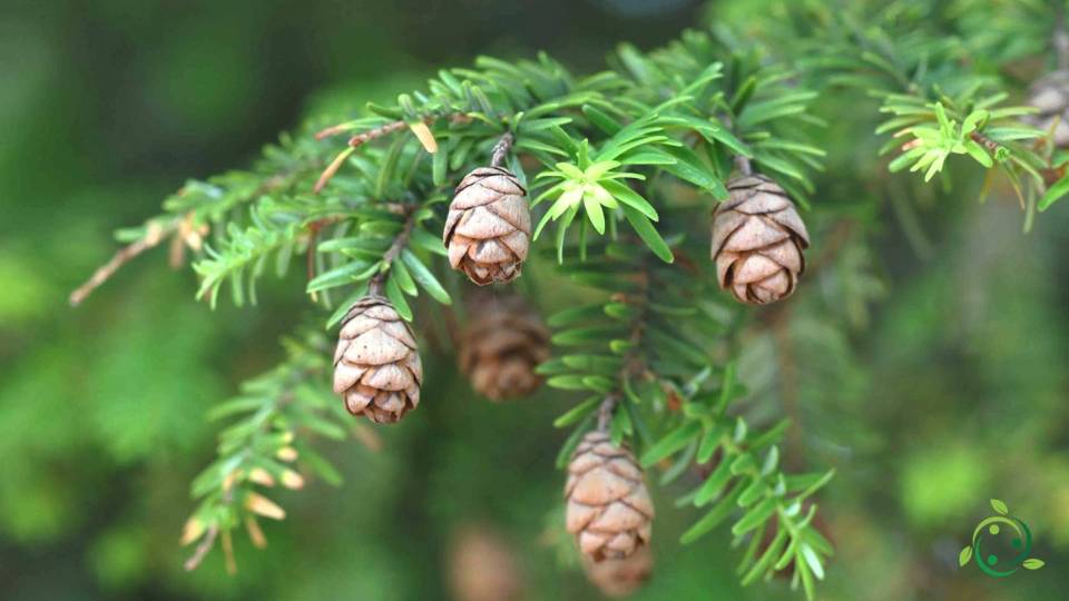 Reproducción de la tsuga de Canadá: Hábitat, Propagación ...