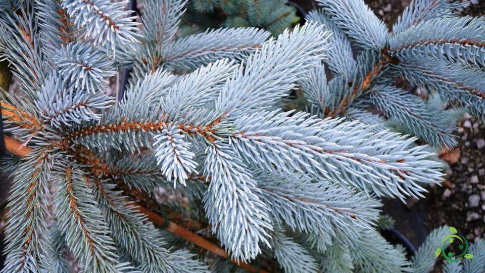 Reproduction of Blue spruce: Propagation ...