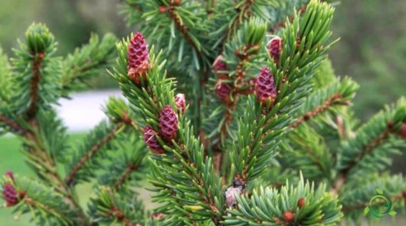 Reproduction Serbian Spruce: Habitat, Propagation ...