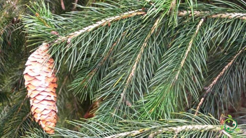 Reproduction of Himalayan Spruce: Habitat, Propagation