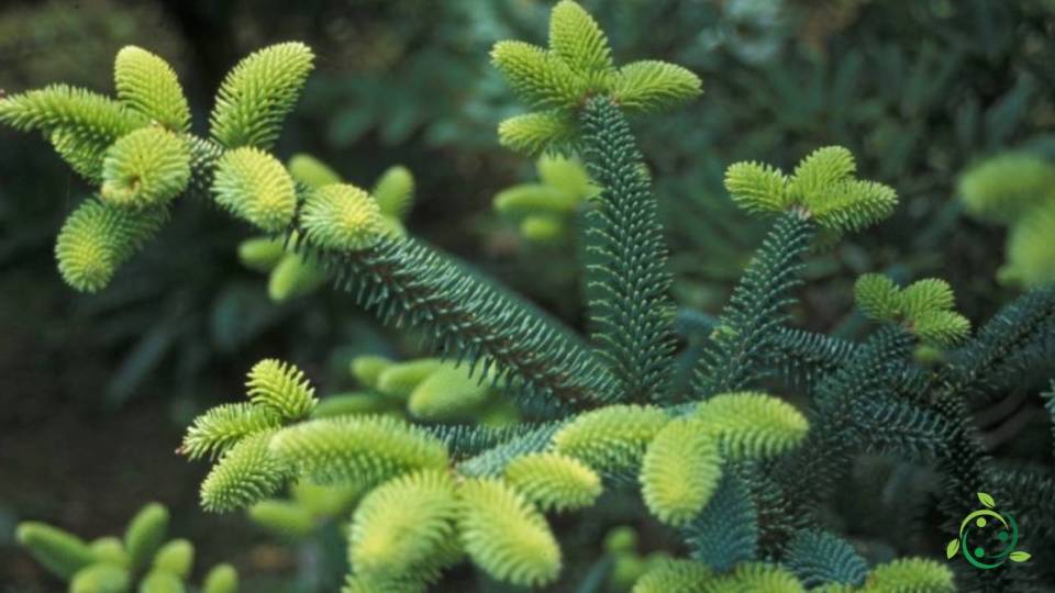 Reproduction of the Spanish spruce: Habitat, Propagation, Ecology