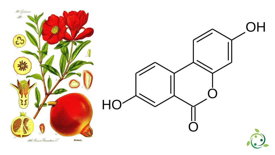 Urolithin A: chemical formula, occurrence in nature, biochemistry ...