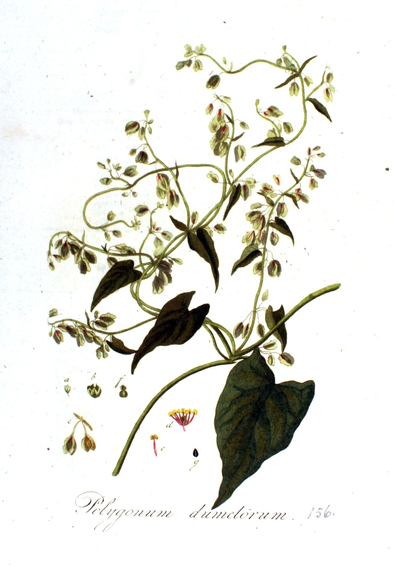 Fallopia Dumeratorum: systematic, etymology, habitat, cultivation