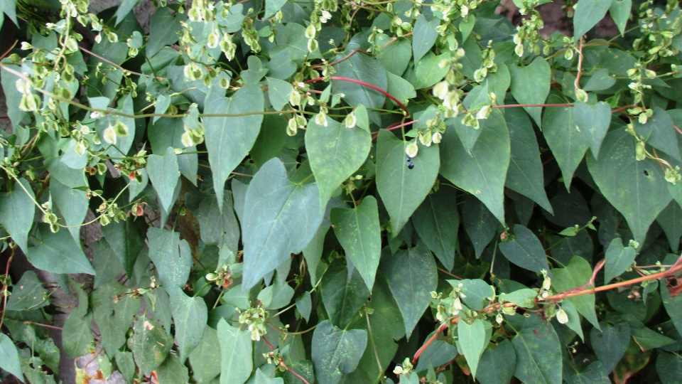 [:it]Fallopia dumetorum: Sistematica, Etimologia, Habitat, Coltivazione[:]