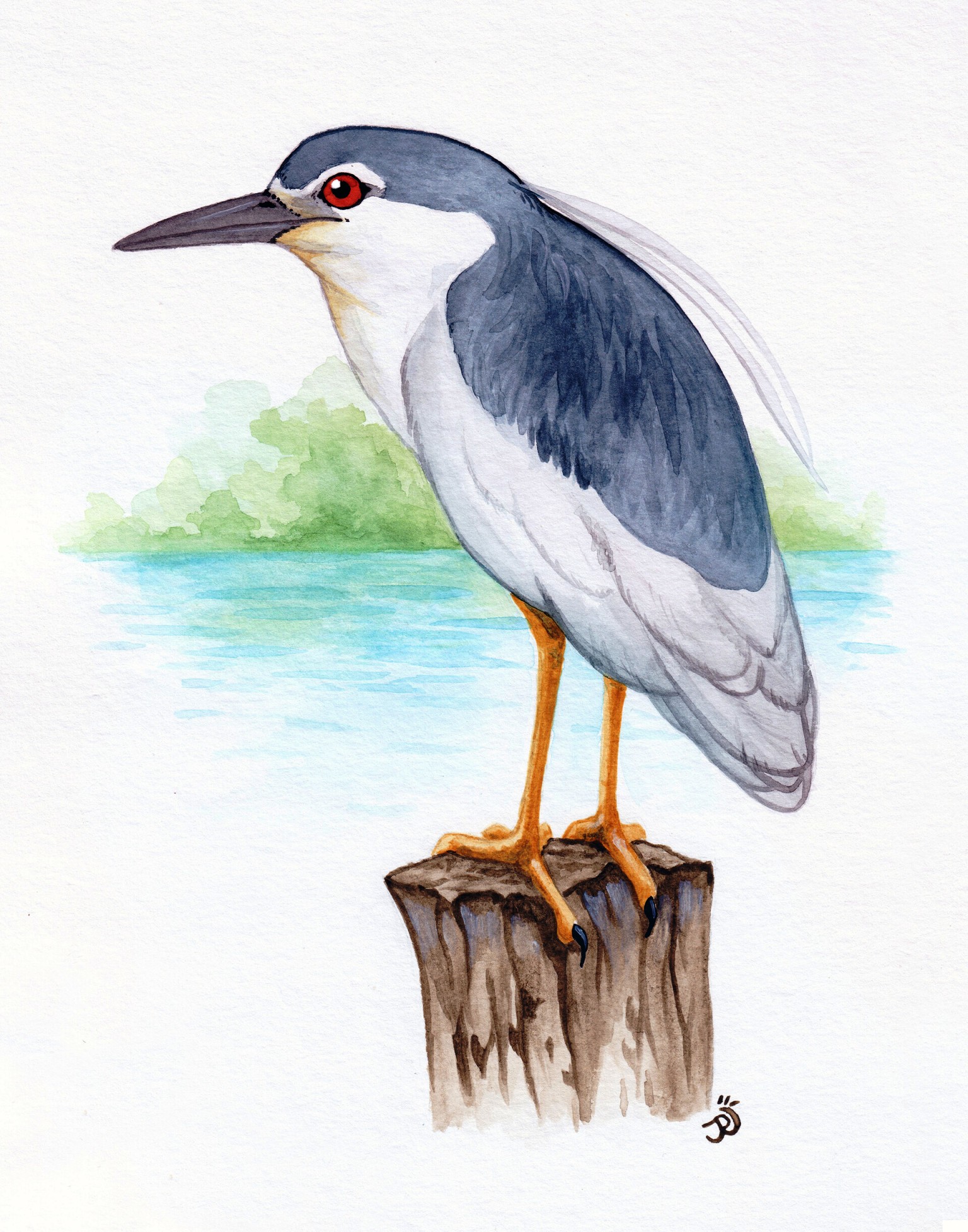 Nycticorax nycticorax: Systematics, Habitat, Biology, Ecology