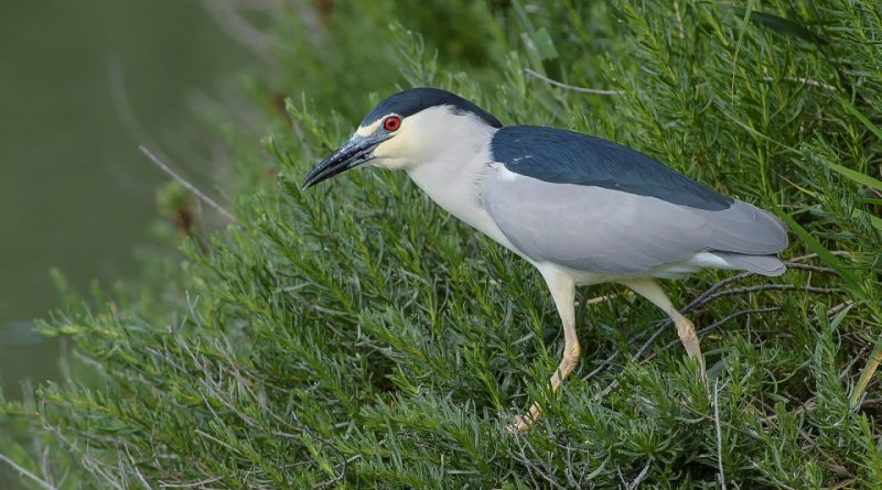 Nycticorax nycticorax: Systematics, Habitat, Biology, Ecology