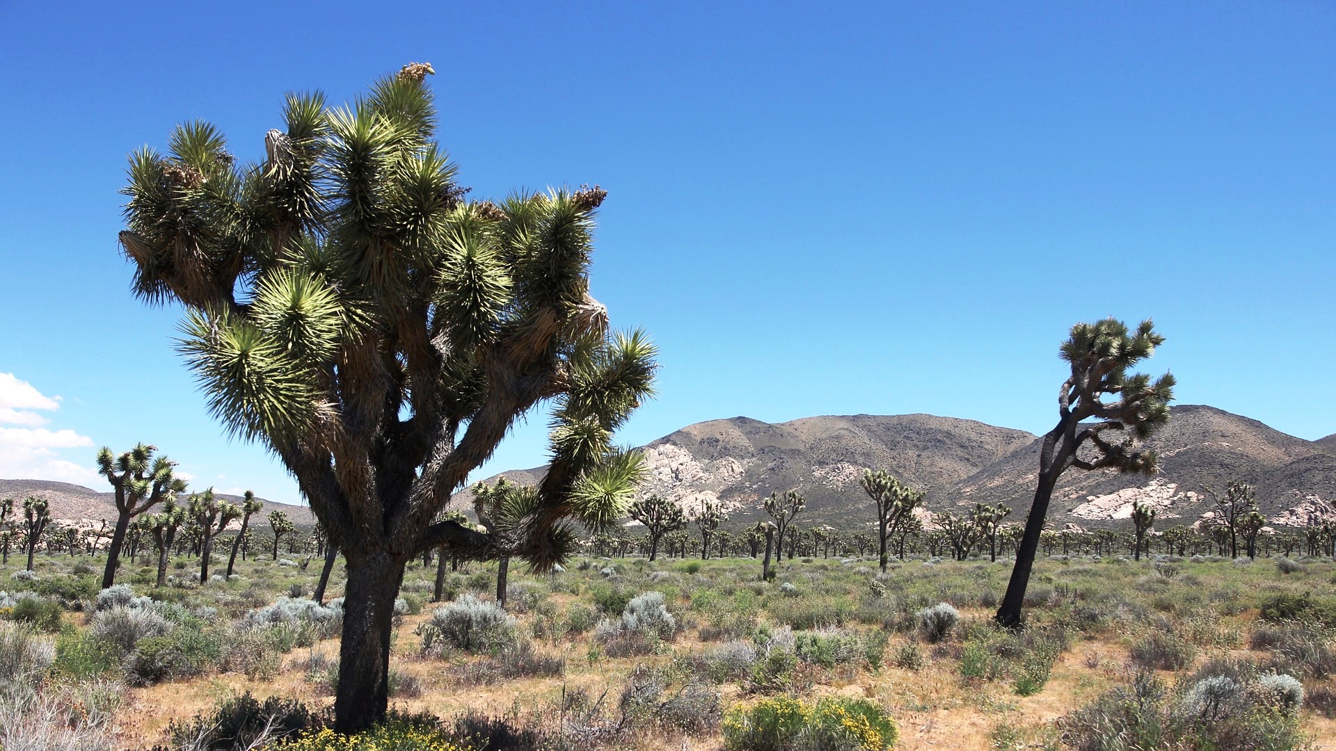 Joshua Tree National Park: geography, climate, flora, fauna ...
