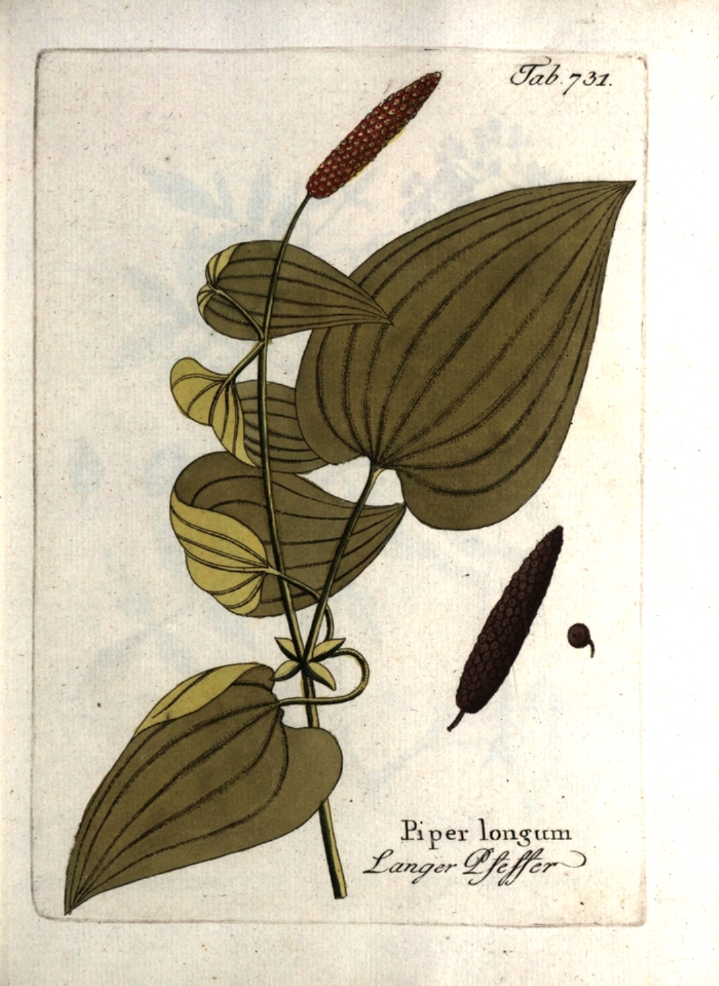 Piper longum: Systematics, Etymology, Habitat, Cultivation ...
