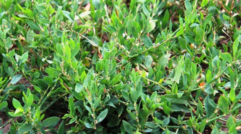 Polygonum aviculare: Sistemática, Etimología, Hábitat, Cultivo