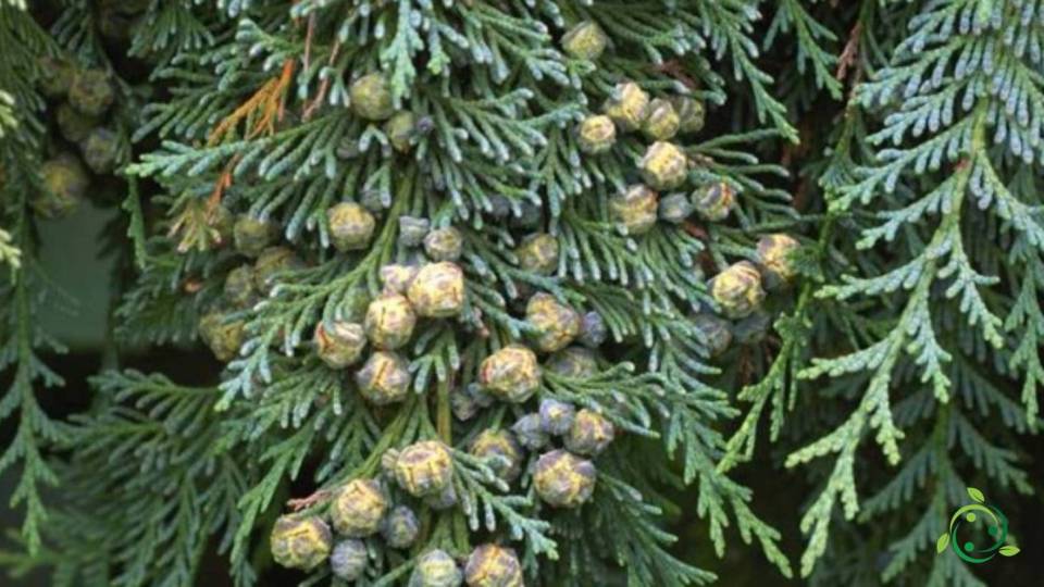 Reproduction of Lawson's Cypress: Habitat, Propagation ...