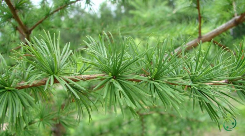 Reproducción del Alerce: hábitat, propagación, ecología ...