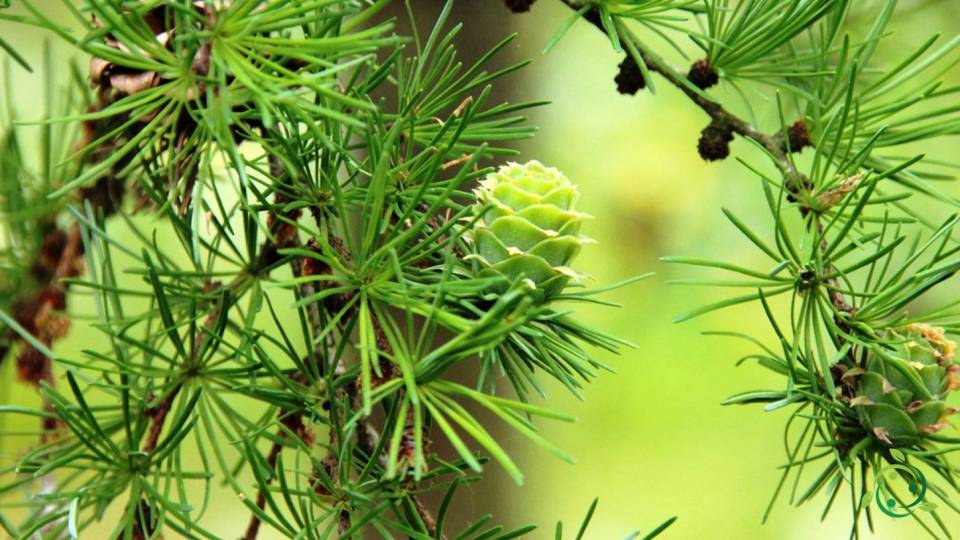 Japanese larch reproduction: habitat, propagation ...