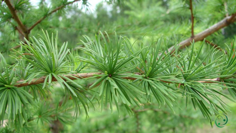 Larch reproduction: habitat, propagation, ecology ...