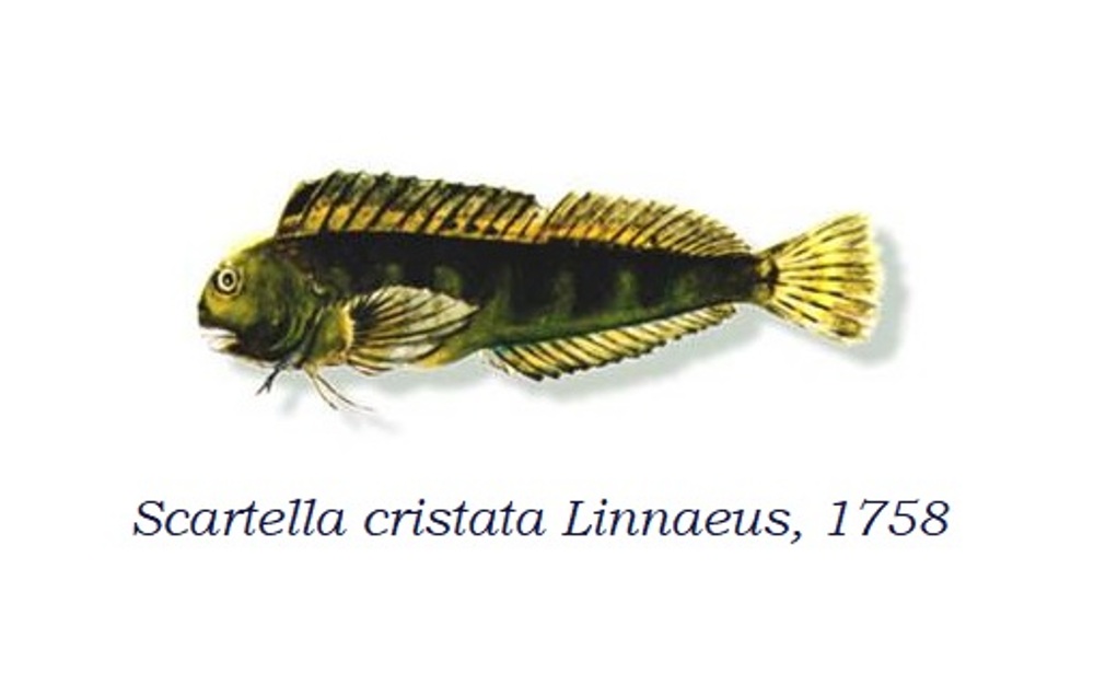 Scartella crestata: systematic, habitat, biology, ecological role ...