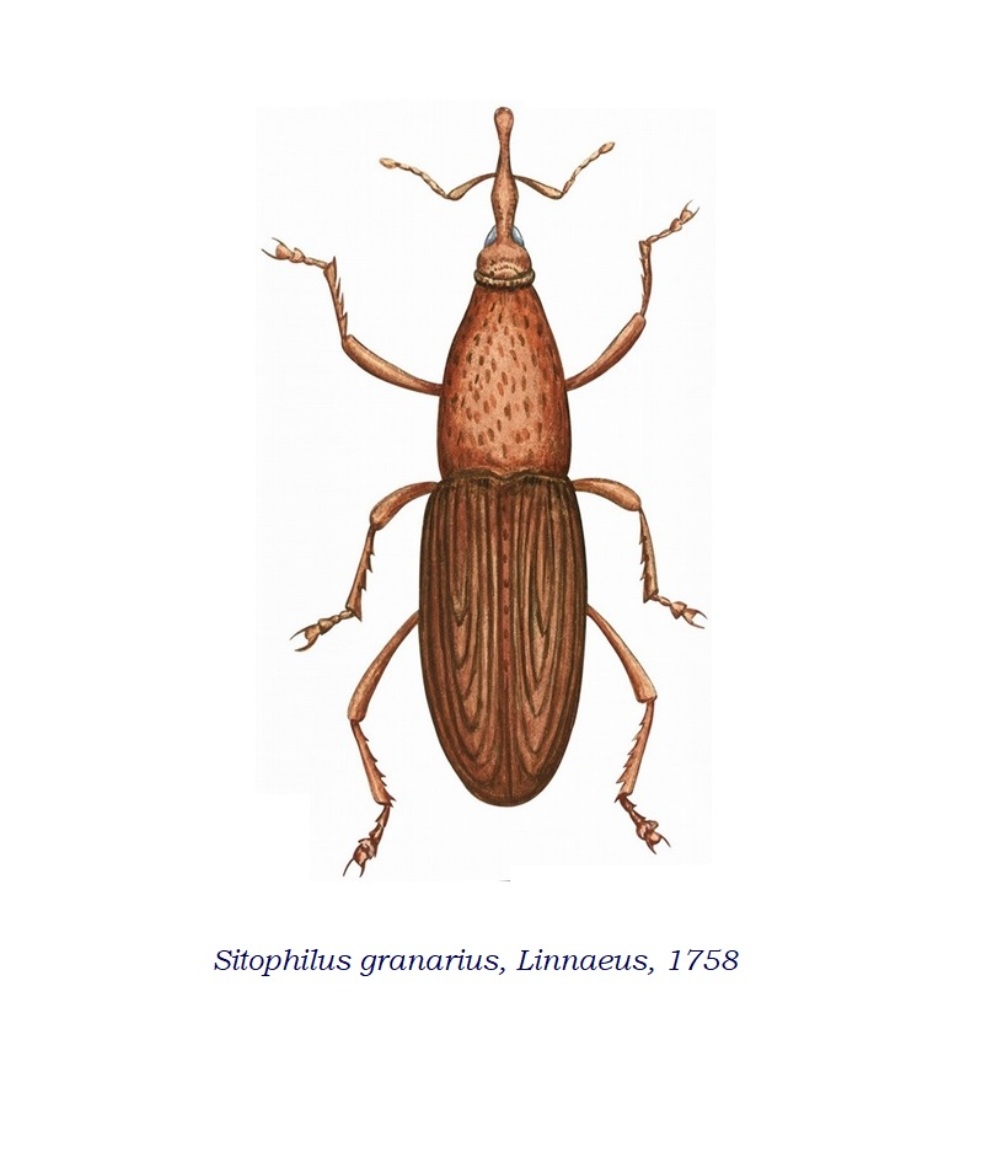 Sitophilus granarius: Systematics, Habitat, Life cycle, Struggle ...