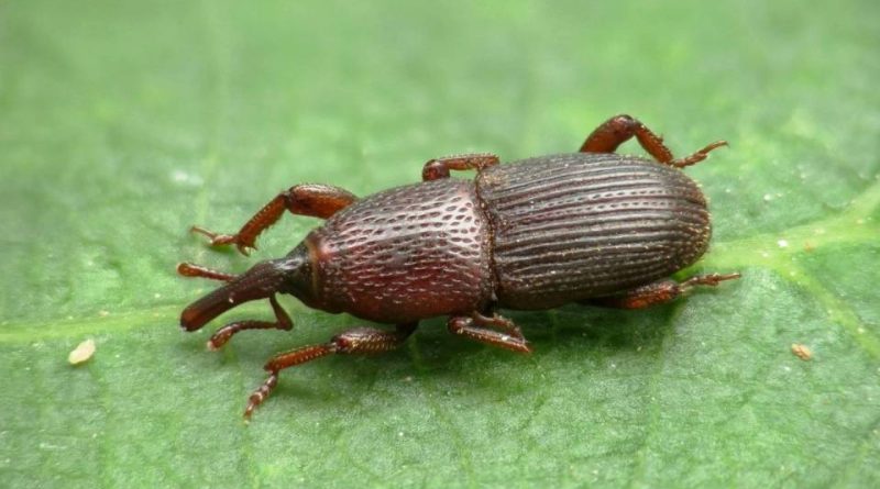 Sitophilus granarius: Sistemática, Hábitat, Ciclo de Vida, Lucha...