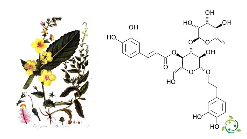 Verbascoside: chemical formula, presence in nature, synthesis ...