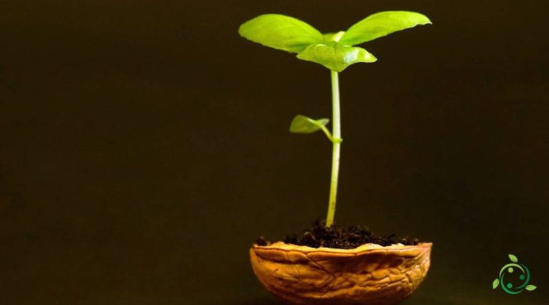 Geotropismo: definición, significado, etimología, propiedades...