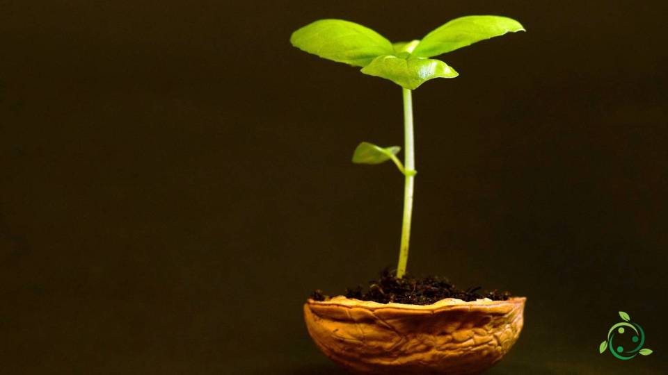 Geotropism: definition, meaning, etymology, properties ...