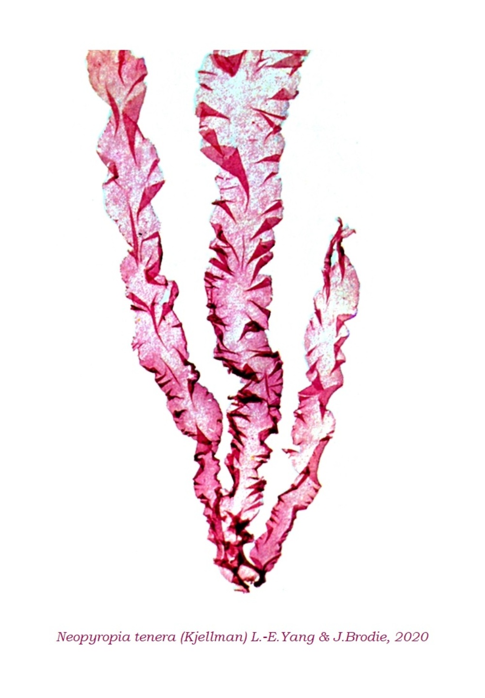 Neopyropia tenera: Systematics, Etymology, Habitat, Cultivation