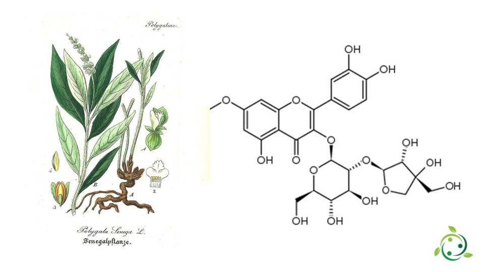 Polygalin: chemical formula, occurrence in nature, extraction ...