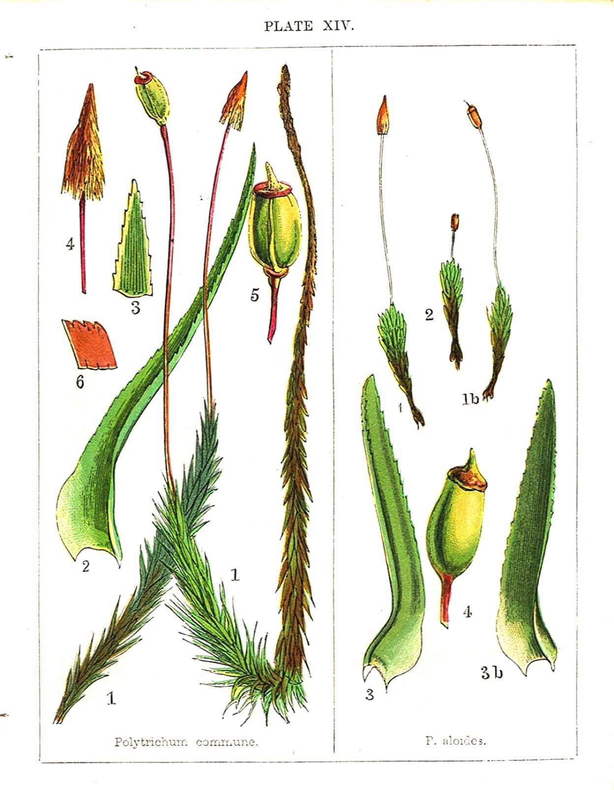 Polytrichum commune: Sistemática, Hábitat, Cultivo