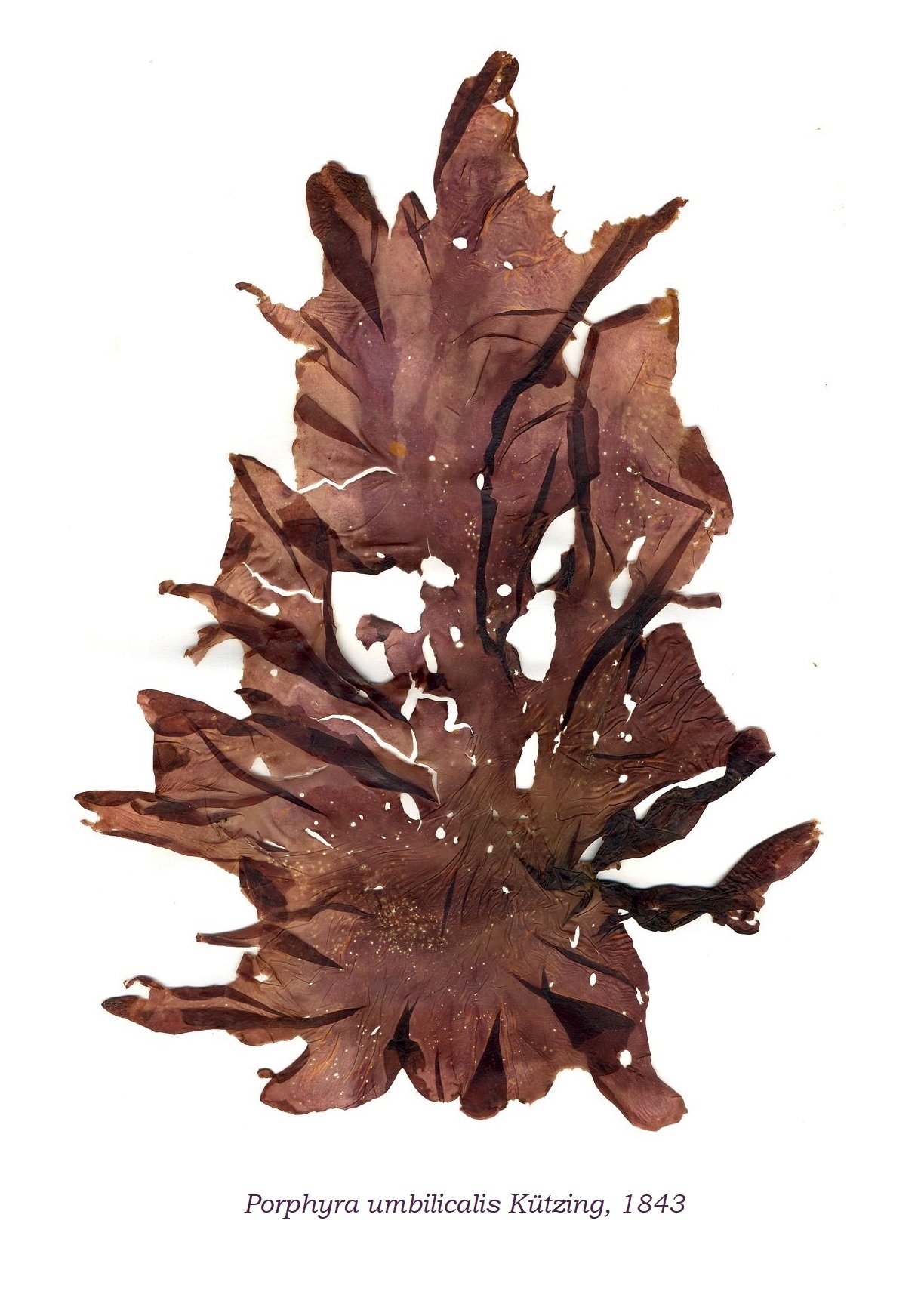 Porphyra umbilicalis: Systematics, Etymology, Habitat, Cultivation