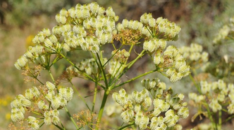Prangos pabularia: Systematics, Etymology, Habitat, Cultivation