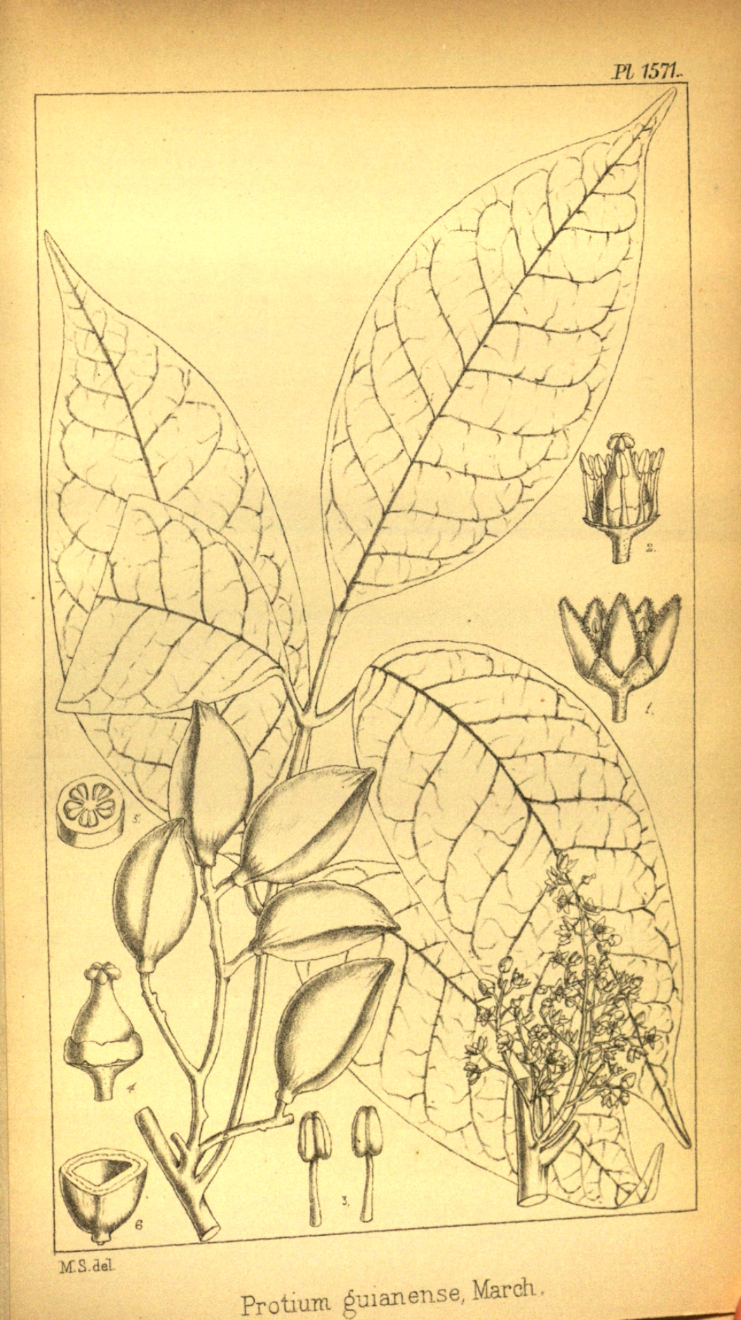 Protium guianense: Sistematica, Etimologia, Habitat, Coltivazione