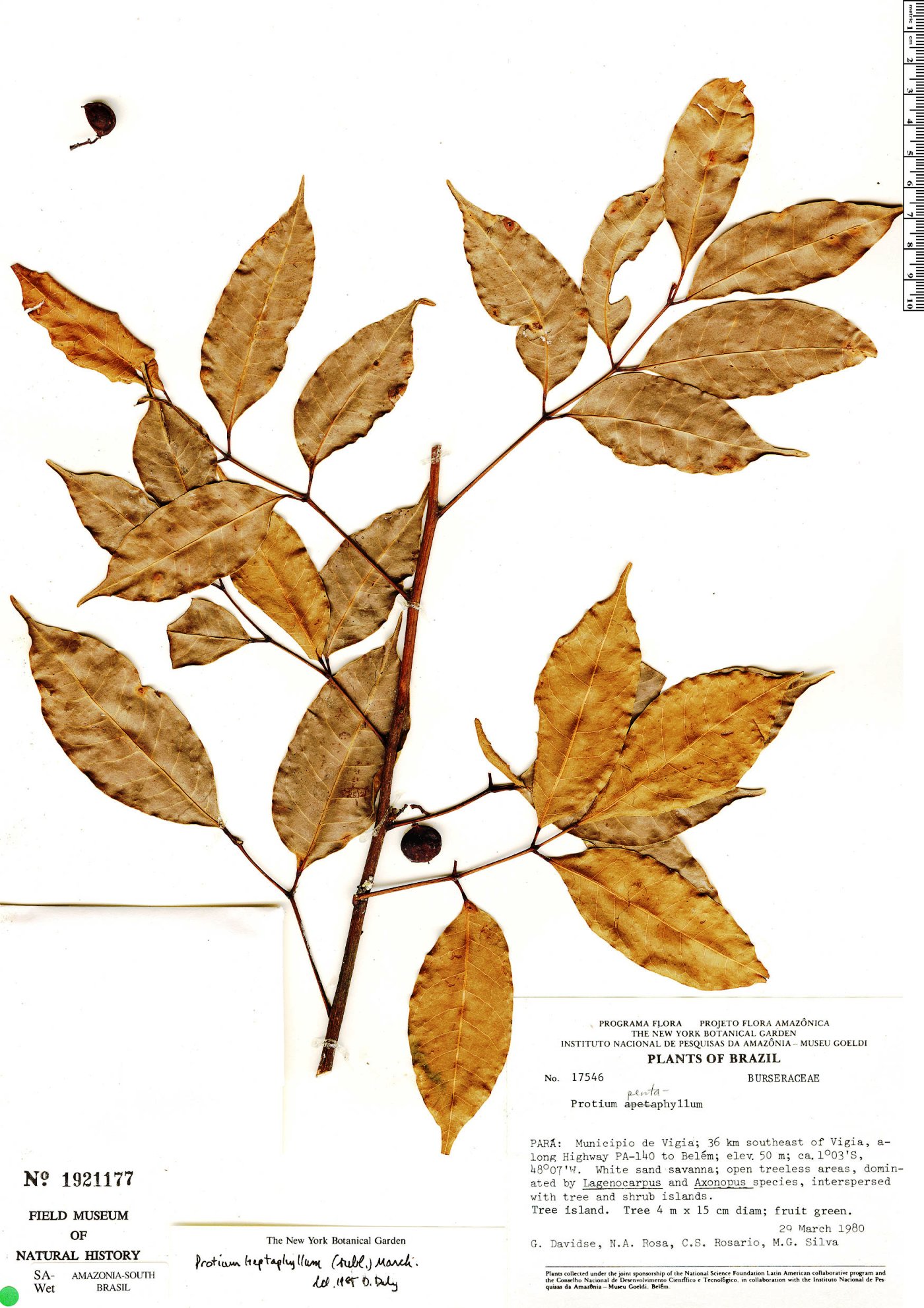 Protium heptaphyllum: Systematics, Habitat, Cultivation