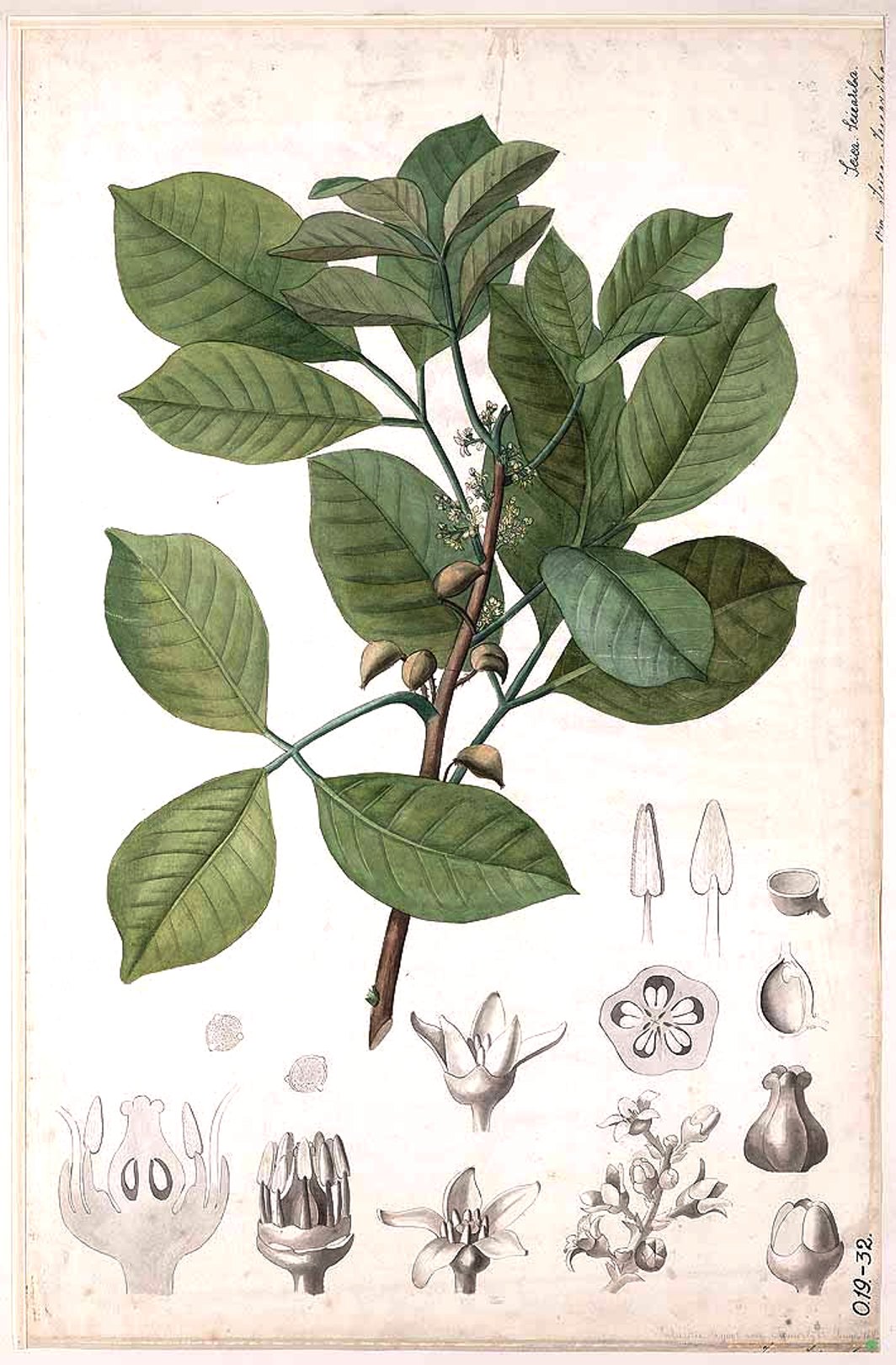 Protium icicariba: Systematics, Etymology, Habitat, Cultivation ...