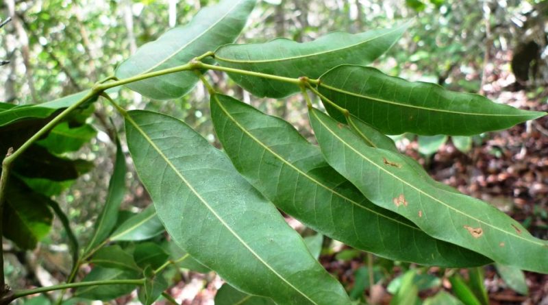 Protium heptaphyllum: Systematics, Habitat, Cultivation