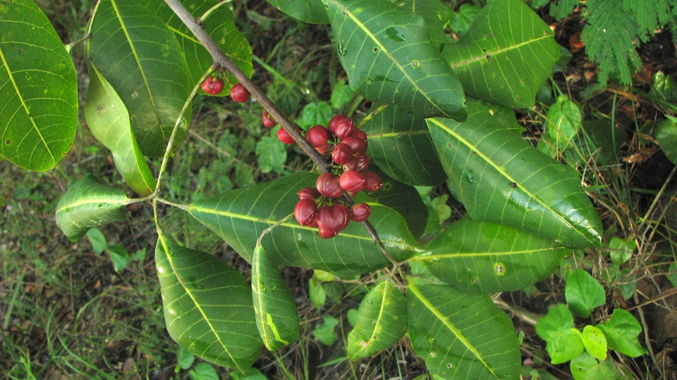 Protium icicariba: Sistemática, Etimología, Hábitat, Cultivo...