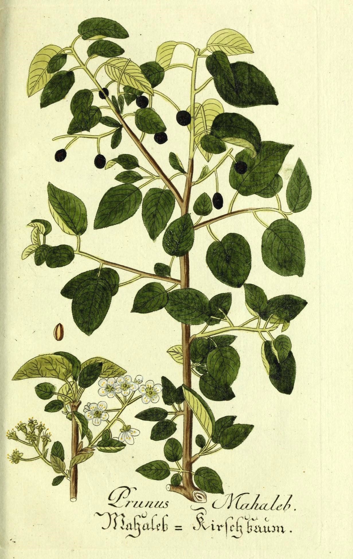 Prunus mahaleb: Systematics, Etymology, Habitat, Cultivation ...