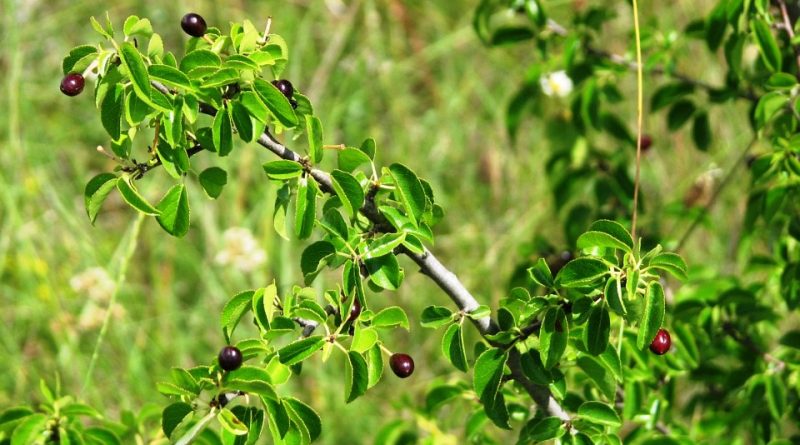 Prunus mahaleb: Sistematica, Etimologia, Habitat, Coltivazione ...