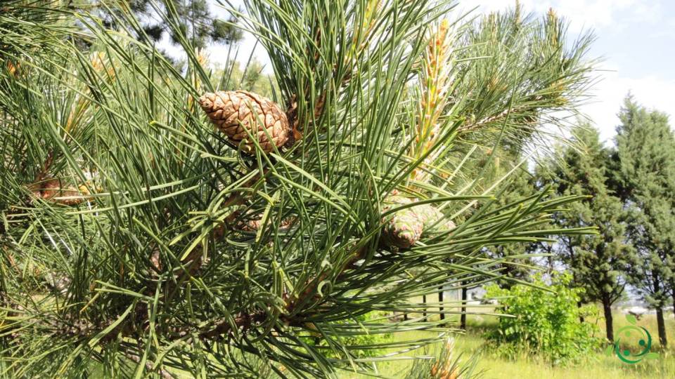 Black Pine Reproduction: Habitat, Propagation, Ecology…