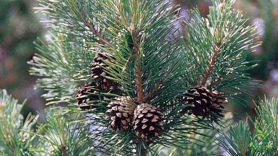 Reproduction of Scots pine: Habitat, Propagation, Ecology