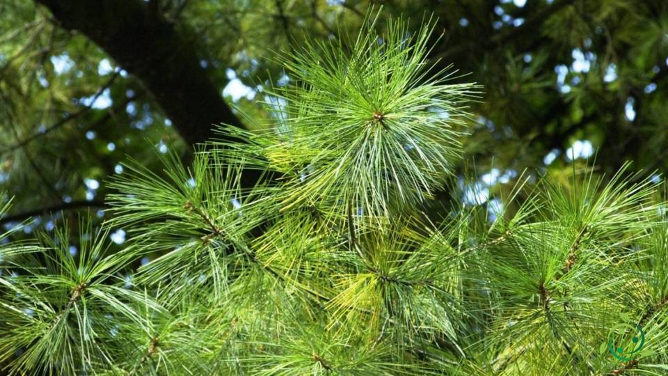 White pine reproduction: Habitat, Propagation, Ecology ...