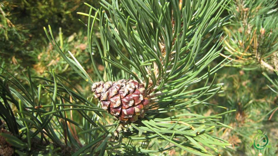 Reproduction of the mountain pine: Habitat, Propagation, Ecology ...