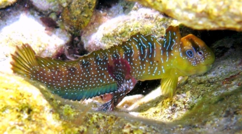 Biología Y Papel Ecológico Del Blenio Pavo Real Archivi Un Mondo Ecosostenibile