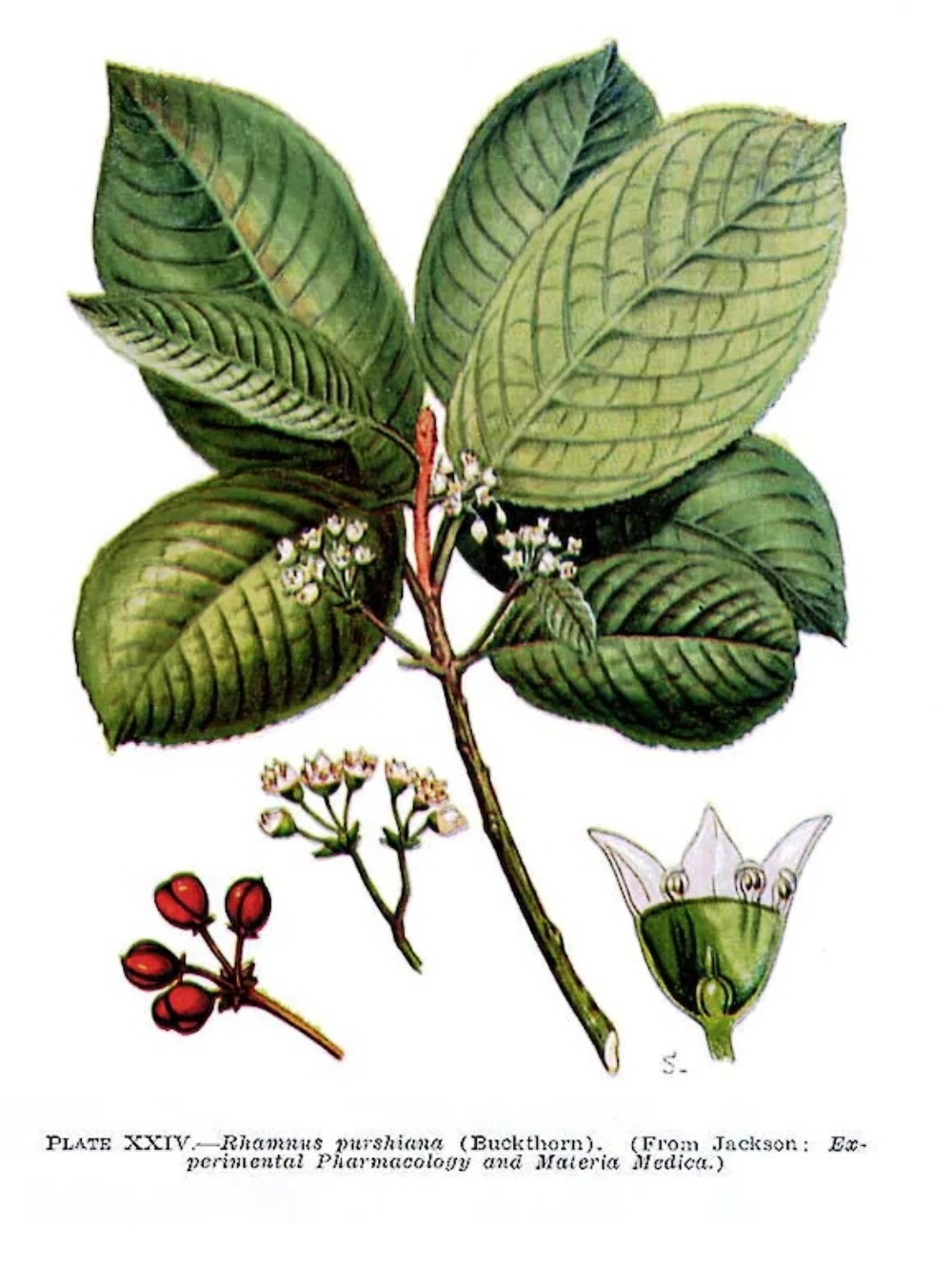 Frangula purshiana: Systematics, Etymology, Habitat, Cultivation