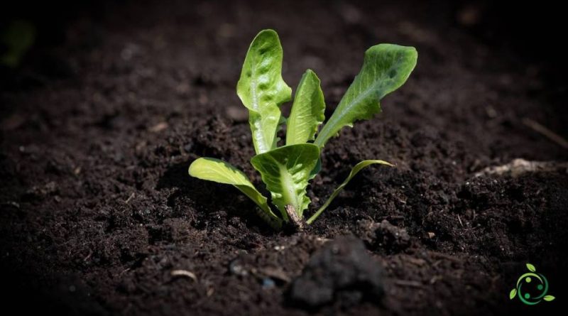 Humus: definition, meaning, composition, function, role ...